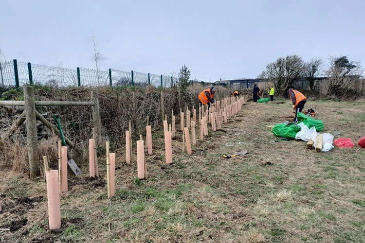 Hundreds of trees planted to boost net zero bid